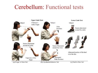 Anatomy & functions of the Brainstem & Cerebellum | PPTX