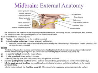 Anatomy & functions of the Brainstem & Cerebellum | PPTX