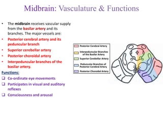 Anatomy & functions of the Brainstem & Cerebellum | PPTX