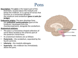 Anatomy & functions of the Brainstem & Cerebellum | PPTX