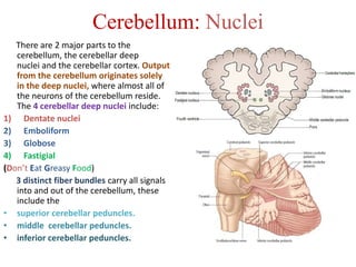 Anatomy & functions of the Brainstem & Cerebellum | PPTX