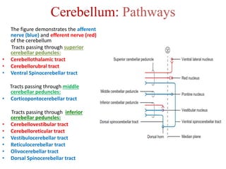 Cerebellum Parts Mnemonic
