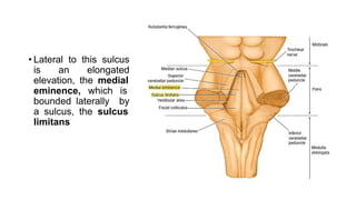 Sulcus Limitans Brainstem