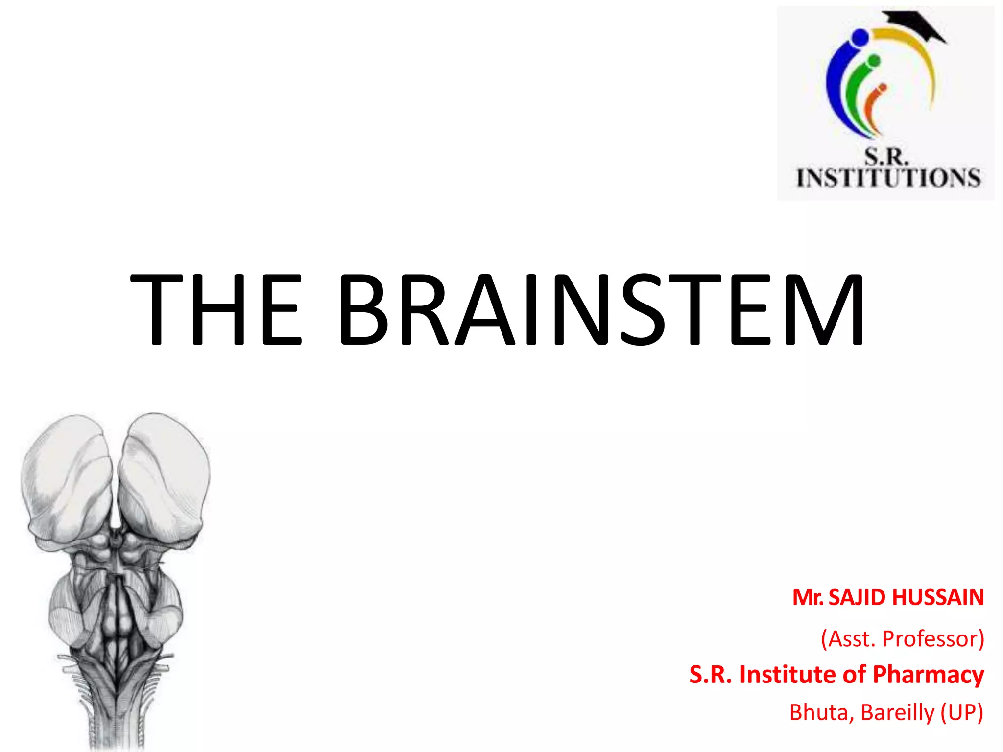 Brain stem.pdf
