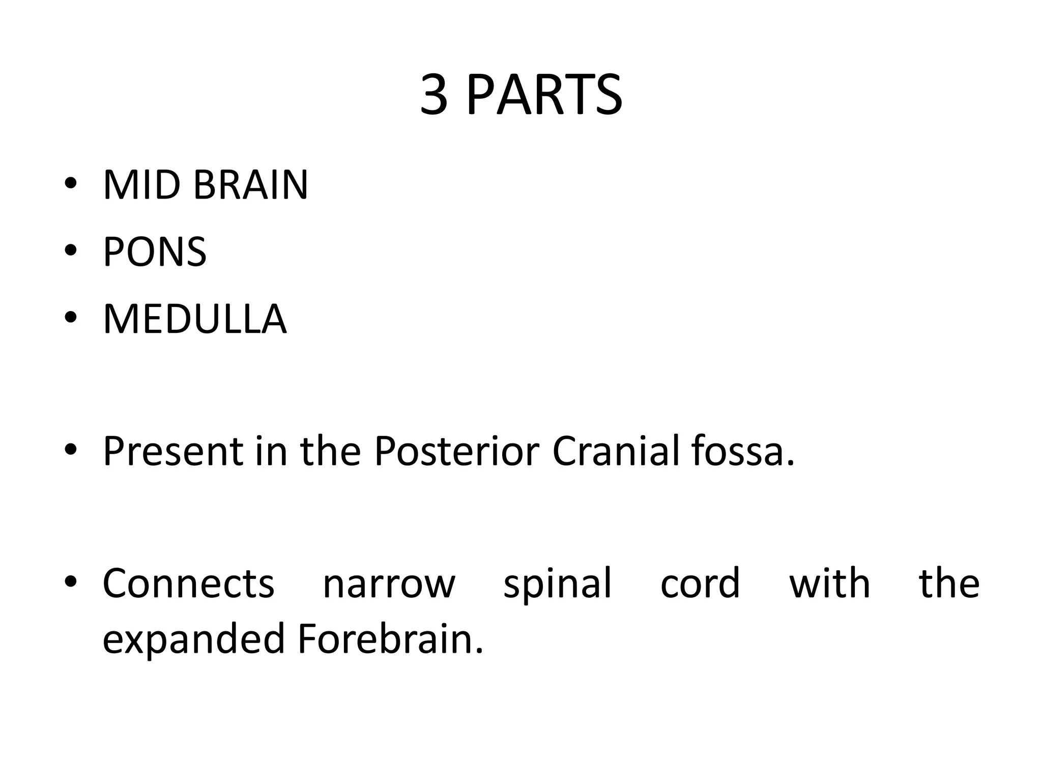 Brain stem.pdf