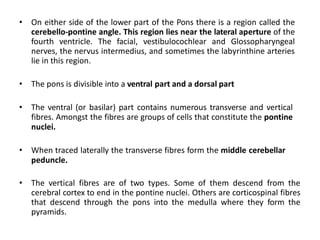 Brain stem.pdf