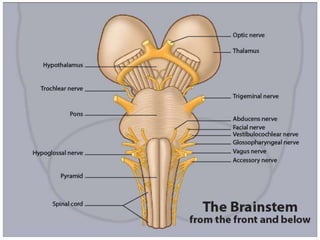 Brain stem.pdf