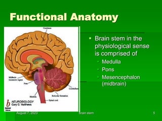 Brain Stem.ppt