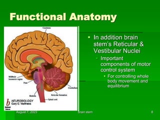 Brain Stem.ppt