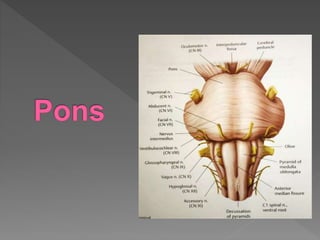 Brain Stem Anatomy for medical presentation | PPT