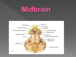 Brain Stem Anatomy for medical presentation | PPT