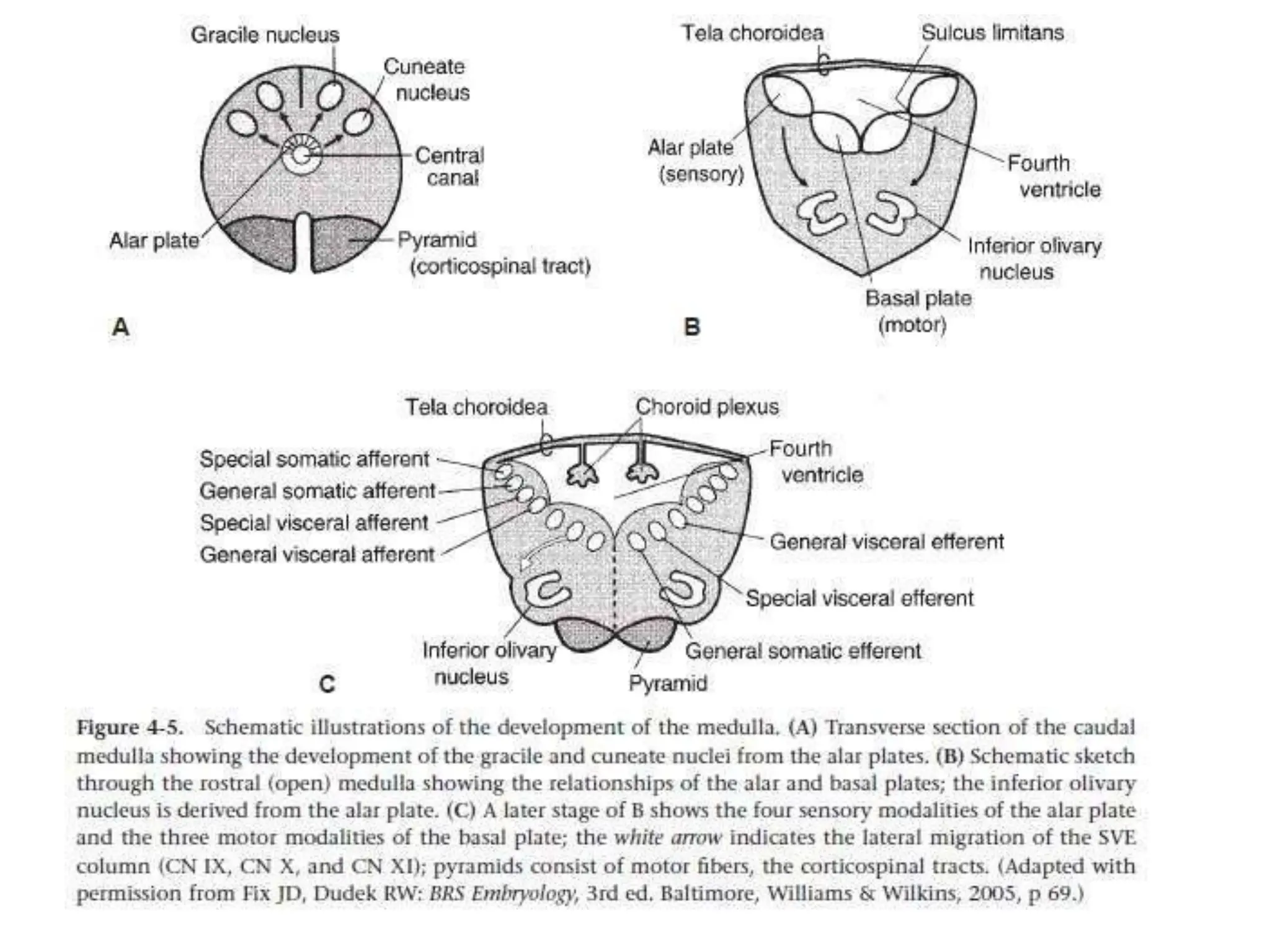 Anatomy of brain steam midbrain pons and medulla | PPTX