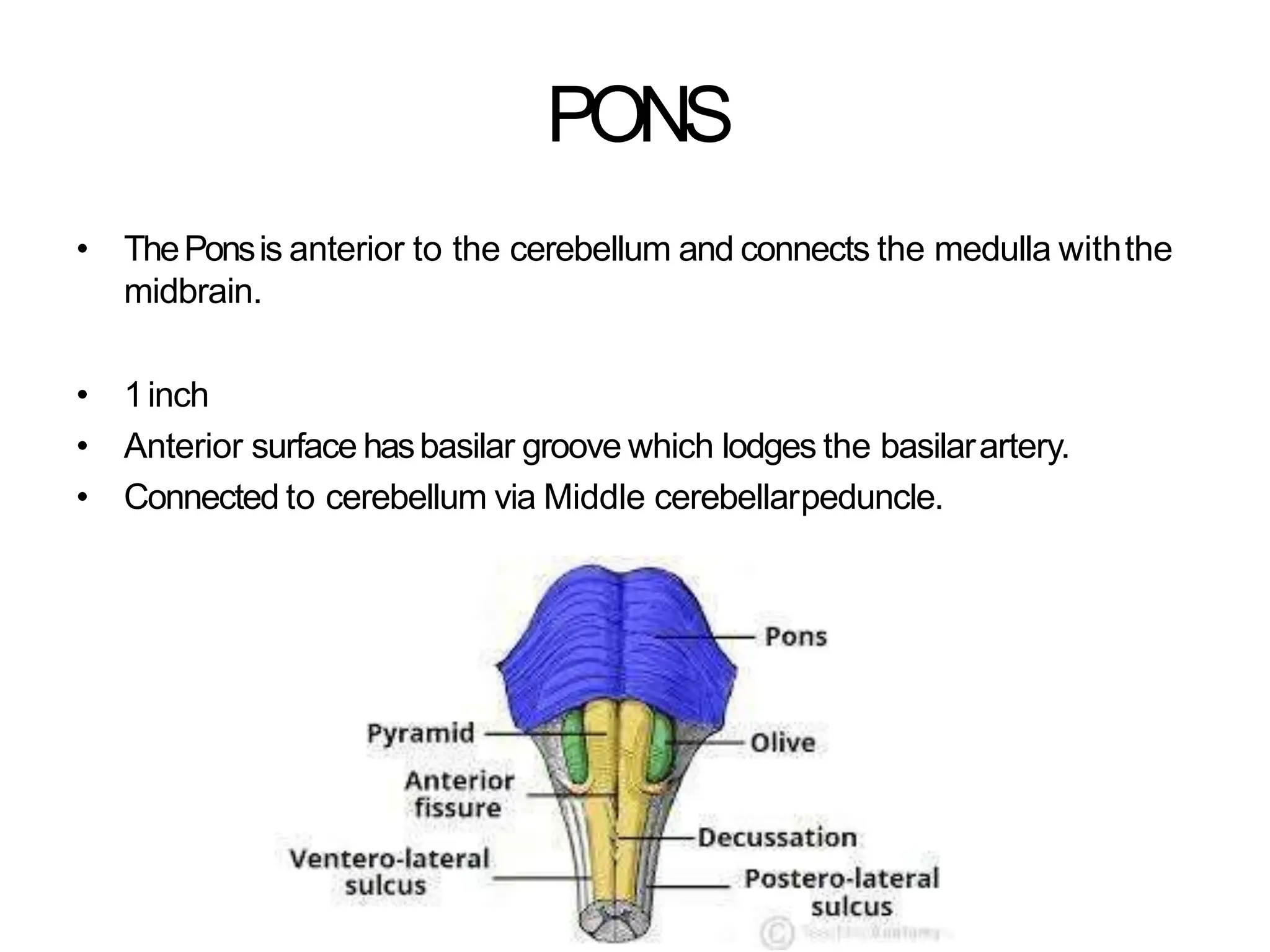 Anatomy of brain steam midbrain pons and medulla | PPT