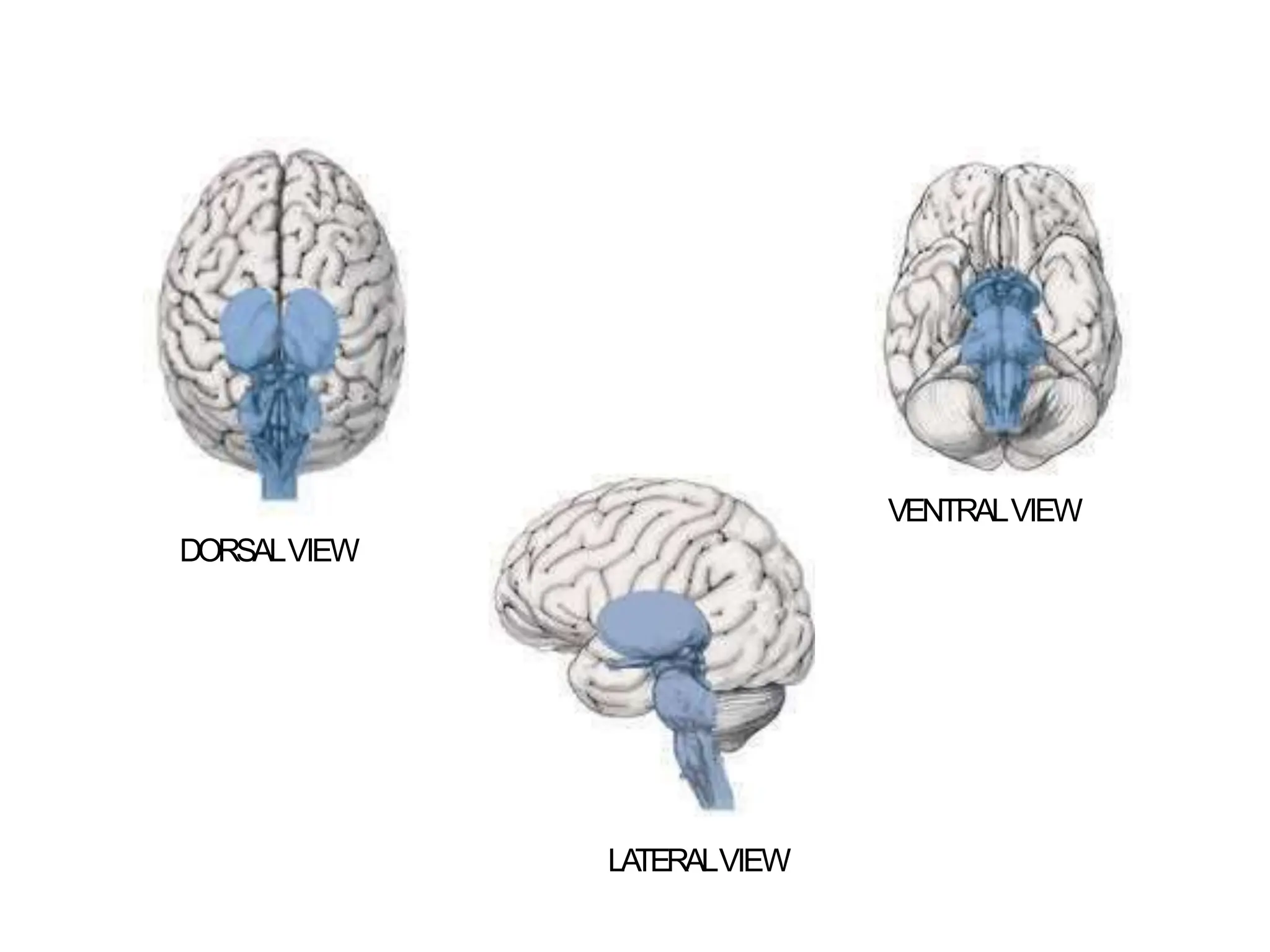 Anatomy of brain steam midbrain pons and medulla | PPTX