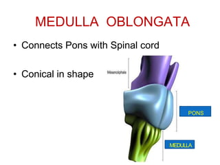 Anatomy of brain steam midbrain pons and medulla | PPTX