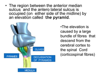 Anatomy of brain steam midbrain pons and medulla | PPTX