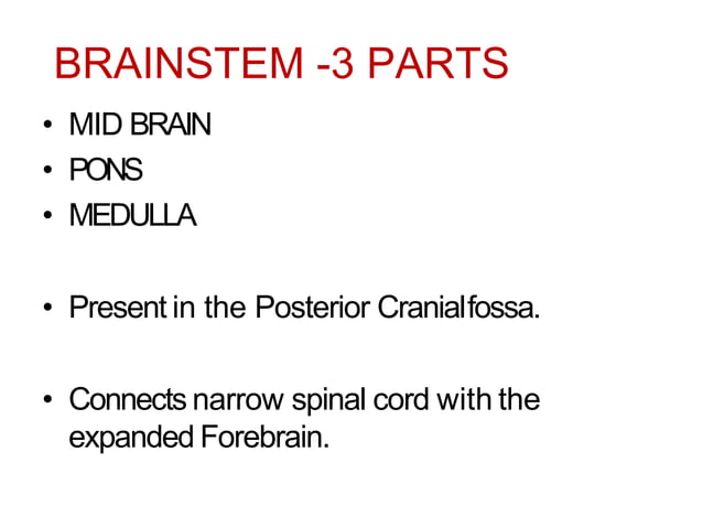 Anatomy of brain steam midbrain pons and medulla | PPTX | Brain and ...