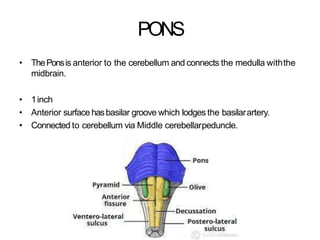 Anatomy of brain steam midbrain pons and medulla | PPTX