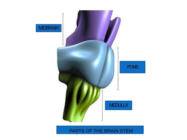 Anatomy of brain steam midbrain pons and medulla | PPTX | Brain and ...