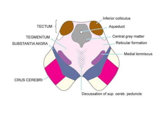 Anatomy of brain steam midbrain pons and medulla | PPTX