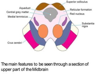 Anatomy of brain steam midbrain pons and medulla | PPTX