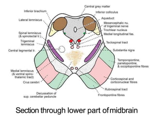 Anatomy of brain steam midbrain pons and medulla | PPTX