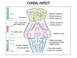 Anatomy of brain steam midbrain pons and medulla | PPTX