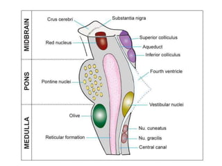 Anatomy of brain steam midbrain pons and medulla | PPTX