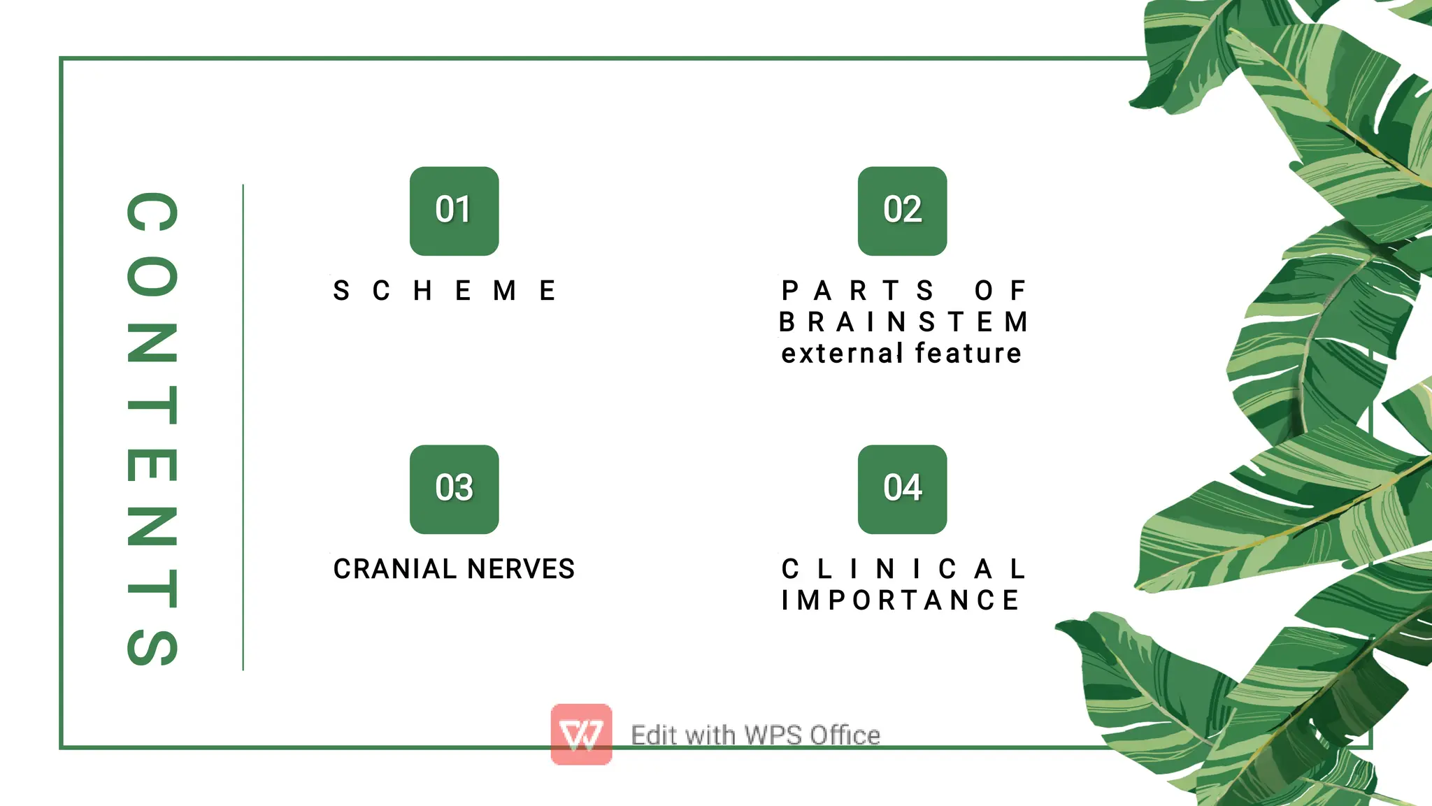 BRAINSTEM.pdf anatomy of brainstem with cross sections | PDF
