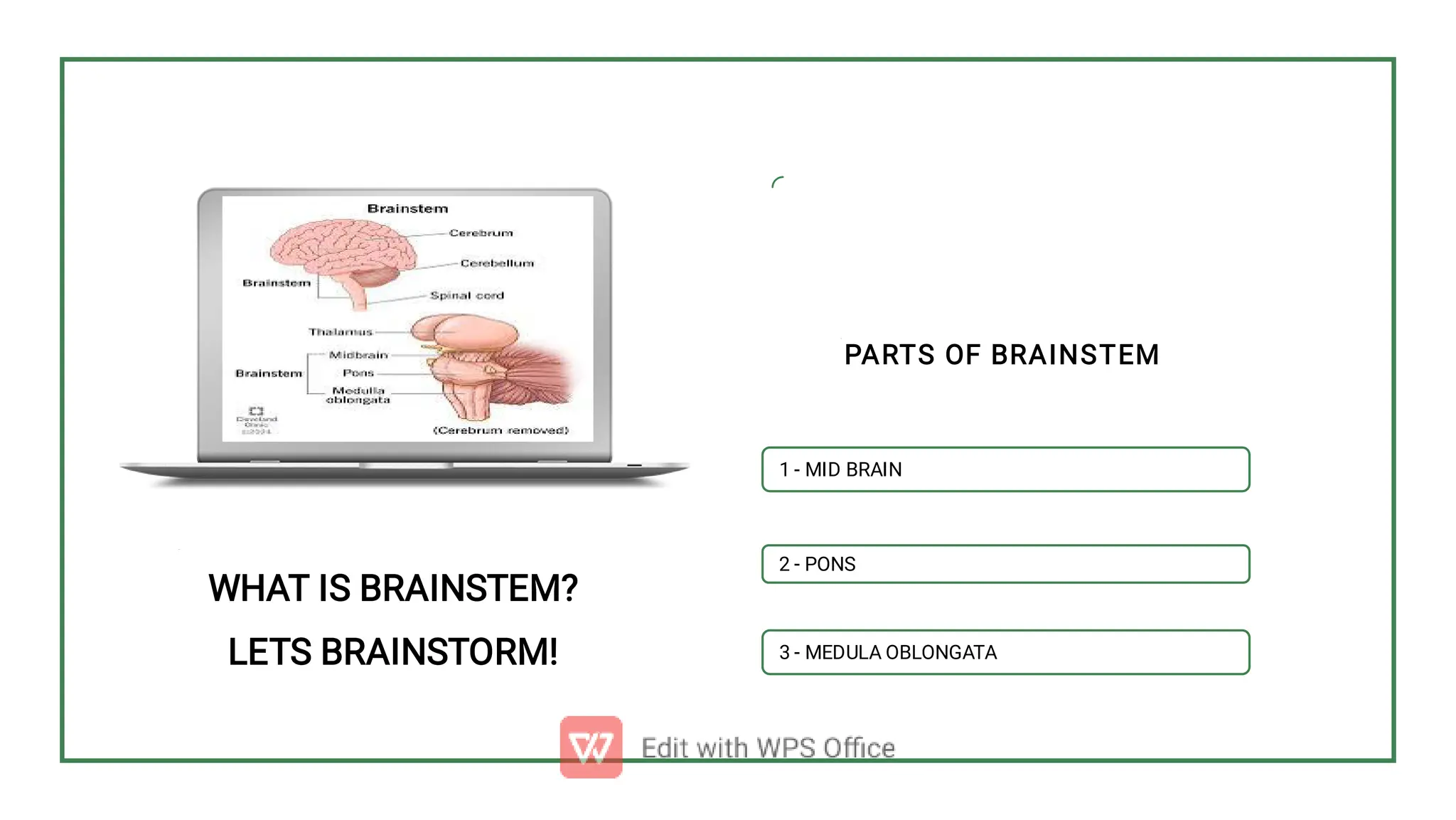 BRAINSTEM.pdf anatomy of brainstem with cross sections | PPT