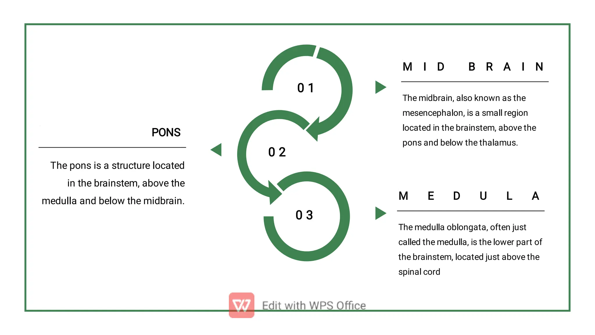BRAINSTEM.pdf anatomy of brainstem with cross sections | PDF