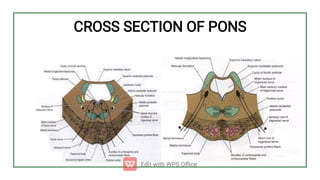 BRAINSTEM.pdf anatomy of brainstem with cross sections | PPT