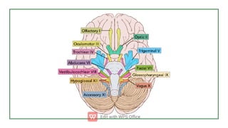 BRAINSTEM.pdf anatomy of brainstem with cross sections | PPT
