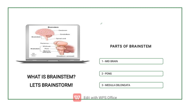 BRAINSTEM.pdf anatomy of brainstem with cross sections | PPT