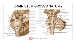 BRAINSTEM.pdf anatomy of brainstem with cross sections | PPT