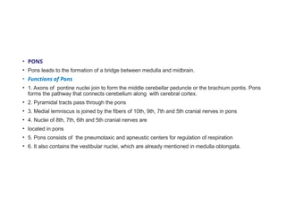 Brain_stem_Medulla oblongata_functions of pons_mid brain | PPTX