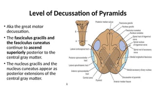 Brainstem Anatomy and its Functions.pptx
