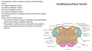 Brainstem Anatomy and its Functions.pptx