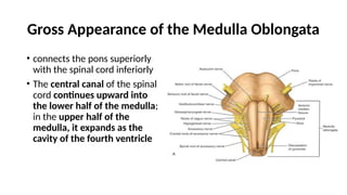 Brainstem Anatomy and its Functions.pptx