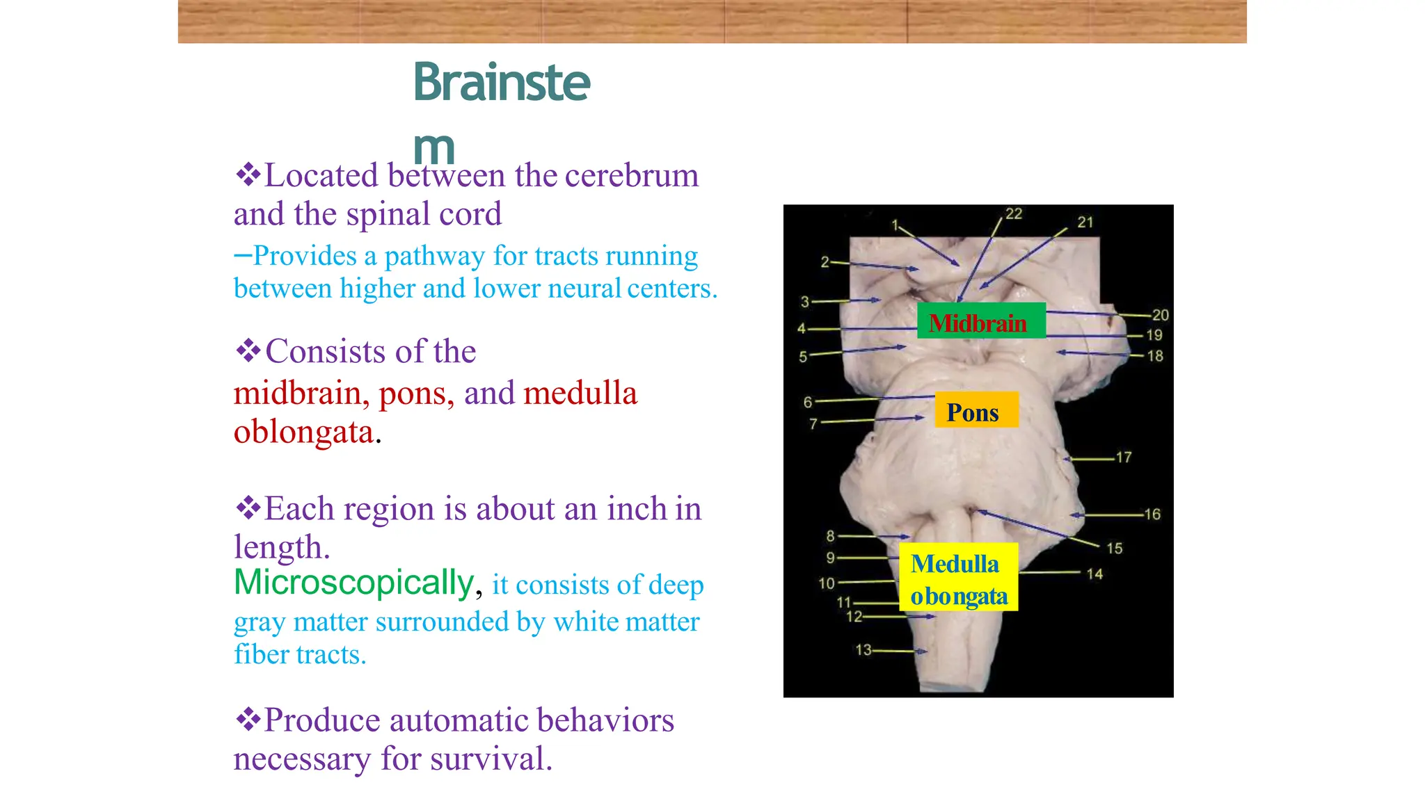 BRAINSTEM-ANATOMICAL DETAILS WITH EXPLANATIOON.pptx