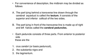 BRAINSTEM-ANATOMICAL DETAILS WITH EXPLANATIOON.pptx
