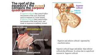 BRAINSTEM-ANATOMICAL DETAILS WITH EXPLANATIOON.pptx