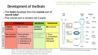 BRAINSTEM-ANATOMICAL DETAILS WITH EXPLANATIOON.pptx