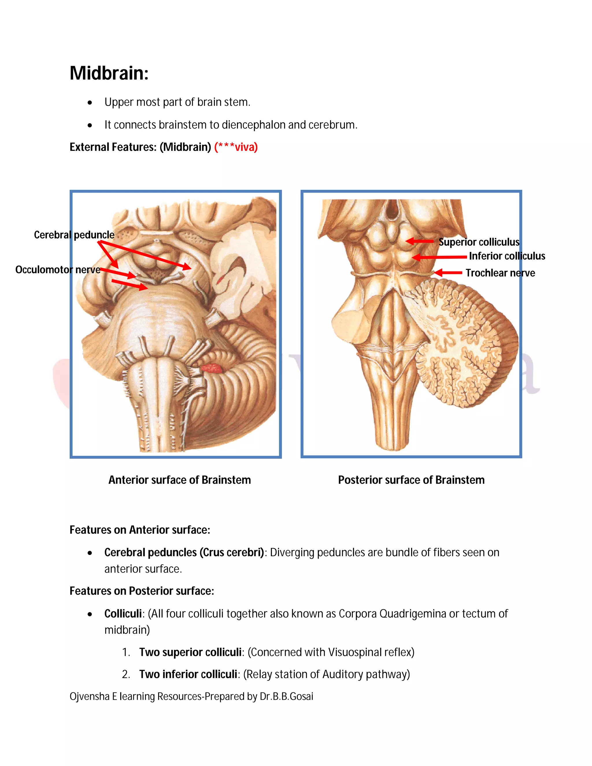 Brainstem Anatomy Dorsal