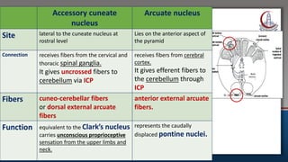 Brainstem - Medulla .pdf histology patha | PDF