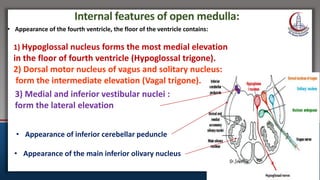 Brainstem - Medulla .pdf histology patha | PDF
