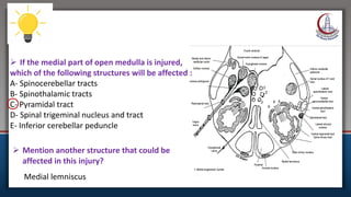 Brainstem - Medulla .pdf histology patha | PDF
