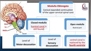 Brainstem - Medulla .pdf histology patha | PDF