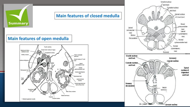 Brainstem - Medulla .pdf histology patha | PDF