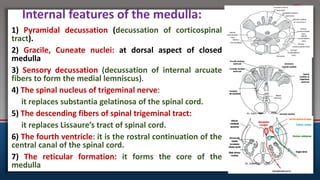 Brainstem - Medulla .pdf histology patha | PDF